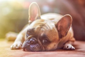 French Bulldog Growth Chart – Allfrbulldogs.com