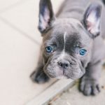French Bulldog Maltese Mix – All About This New Hybrid Breed