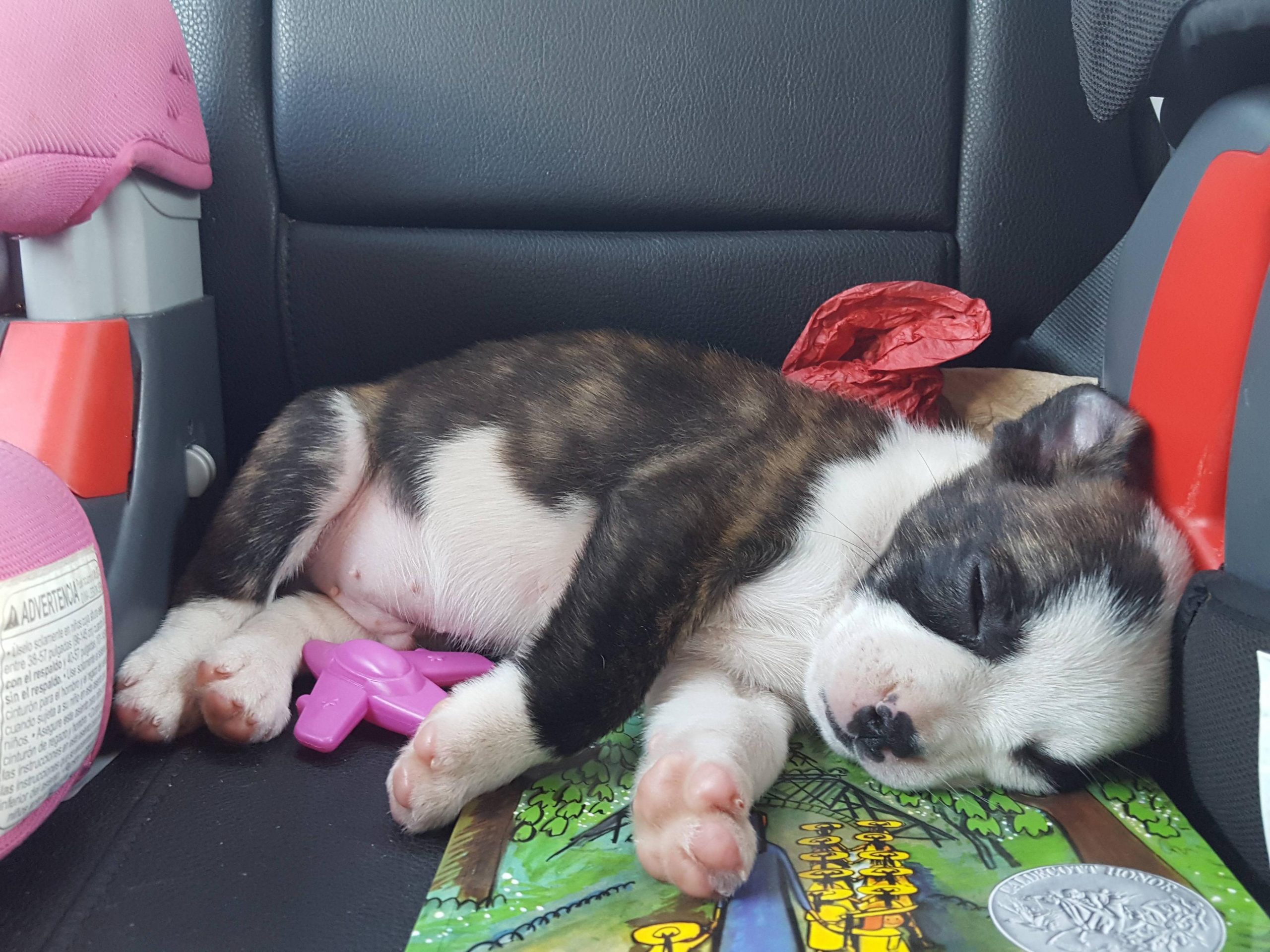 Can A Australian Shepherd And A French Bulldog Be Friends