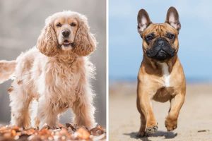 French Bulldog Cocker Spaniel Mix