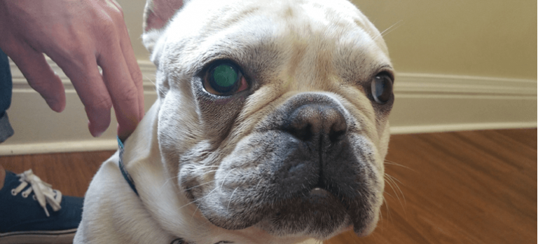 How to Treat French Bulldog Eye Problems – Allfrbulldogs.com