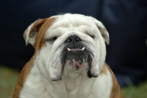English Bulldog Life Expectancy: How Long do English Bulldogs Live ...