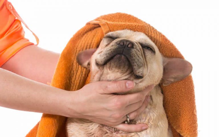 How To Treat Dermatitis In French Bulldogs – Allfrbulldogs.com