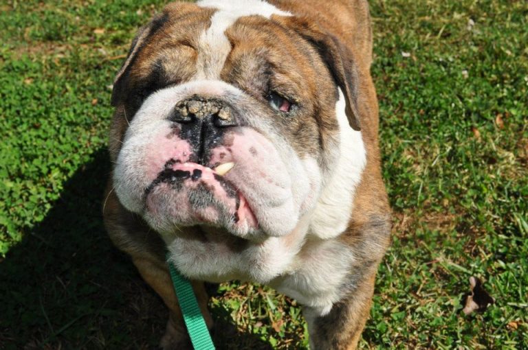 What Causes Cherry Eye In Bulldogs? – Allfrbulldogs.com