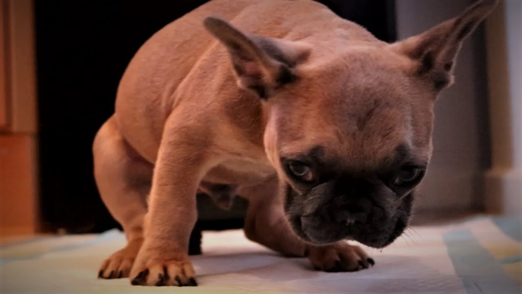 How to Train Your French Bulldog to Poop Outside? – Allfrbulldogs.com