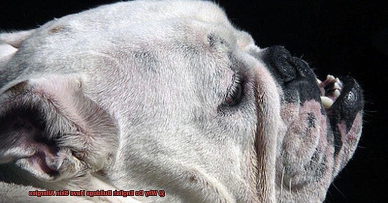 Why Do English Bulldogs Have Skin Allergies? – Allfrbulldogs.com