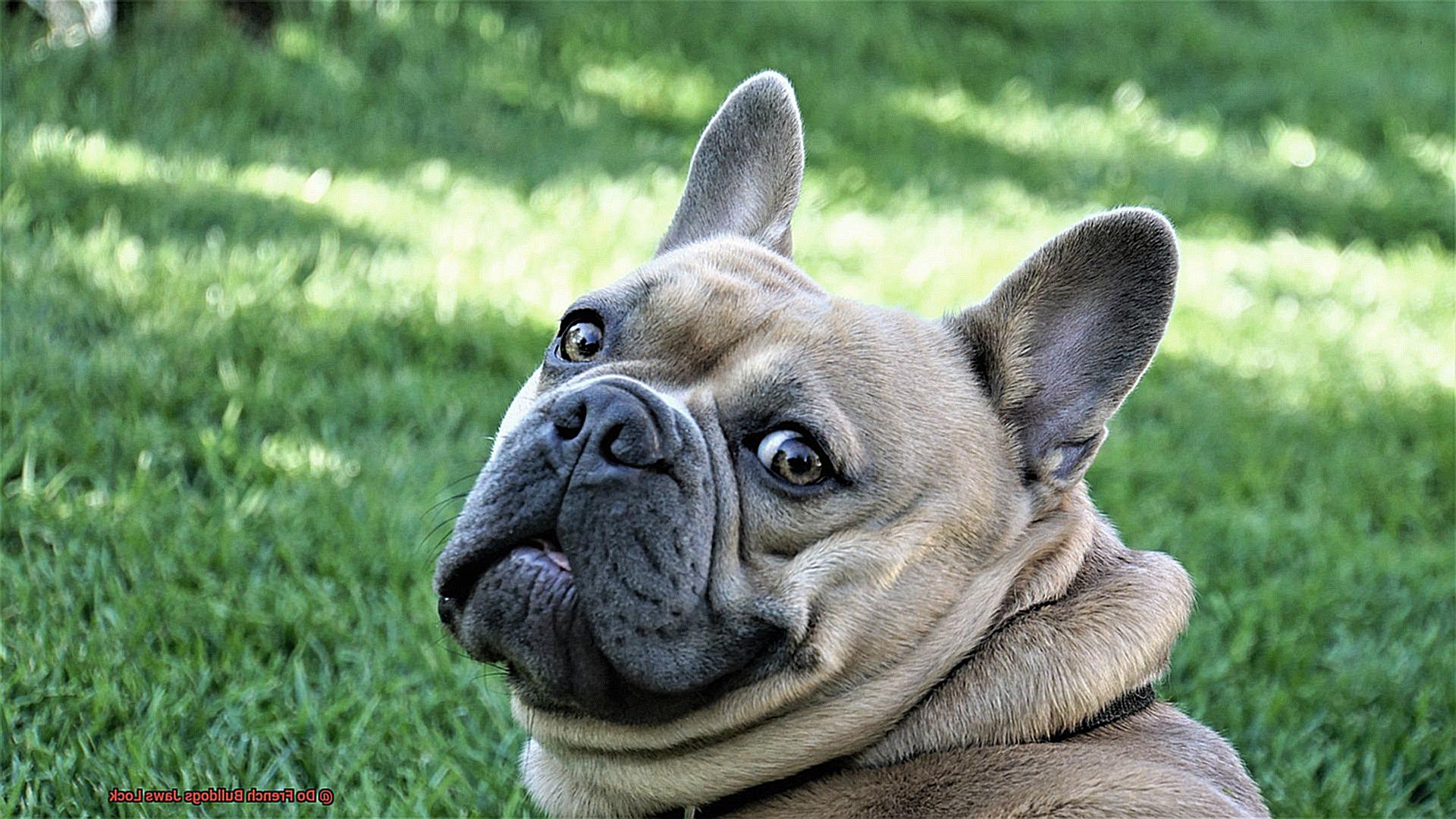 Do French Bulldogs Jaws Lock? – Allfrbulldogs.com
