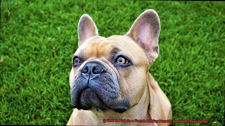 How to Pick Up a French Bulldog Properly and Hold Them Safely ...
