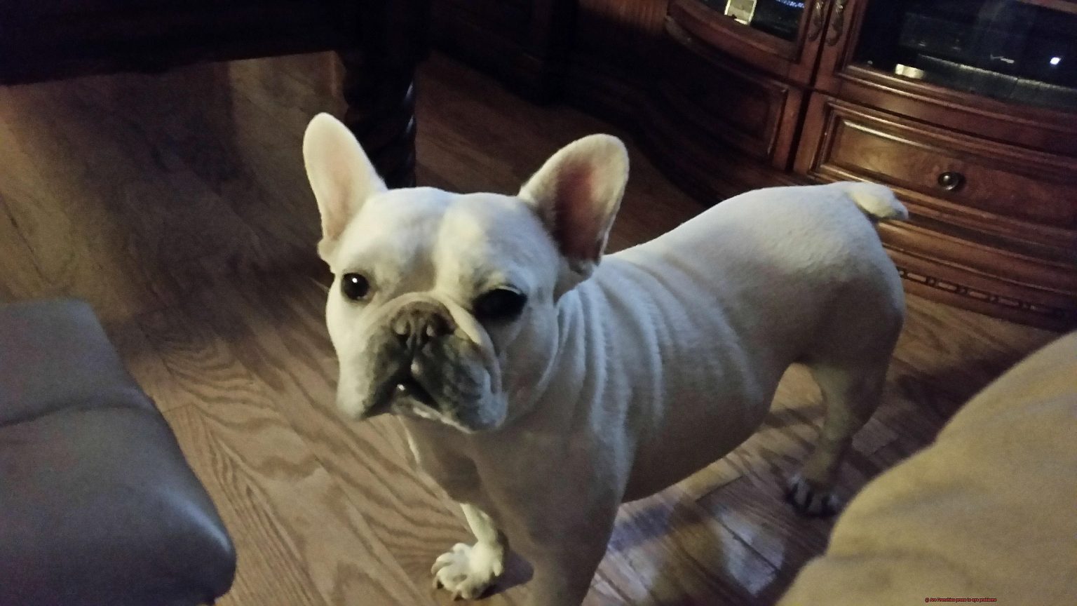 Are Frenchies prone to eye problems? – Allfrbulldogs.com