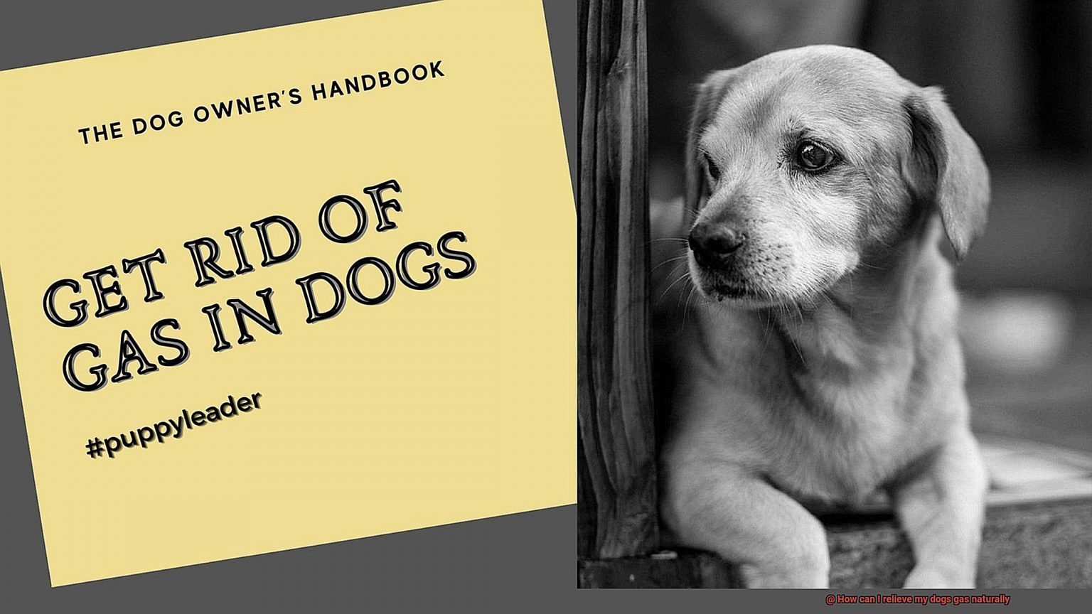 How can I relieve my dogs gas naturally? – Allfrbulldogs.com