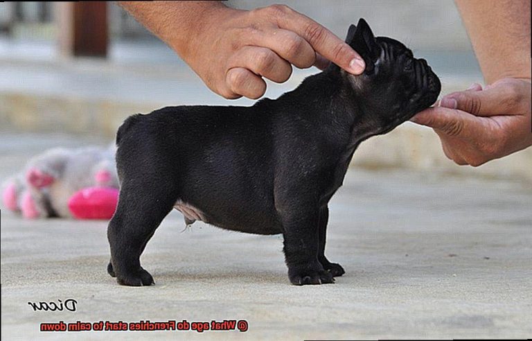 What age do Frenchies start to calm down? – Allfrbulldogs.com