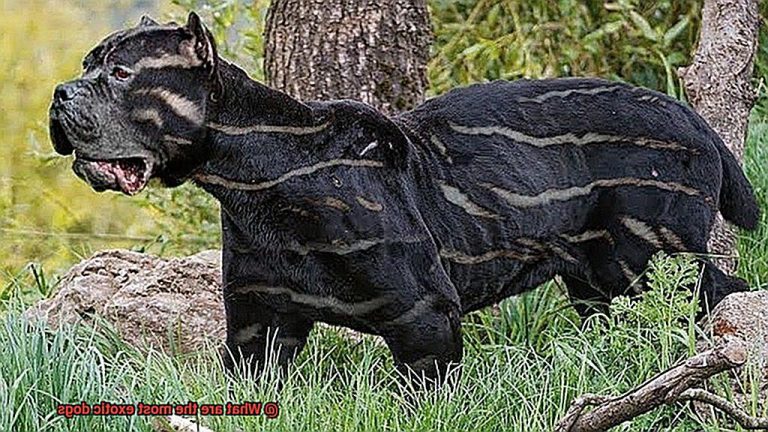 What are the most exotic dogs? – Allfrbulldogs.com