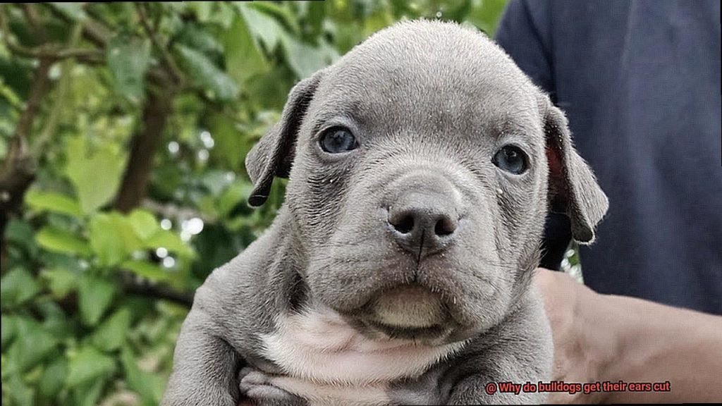 Why do French Bulldogs cry so much? – Allfrbulldogs.com