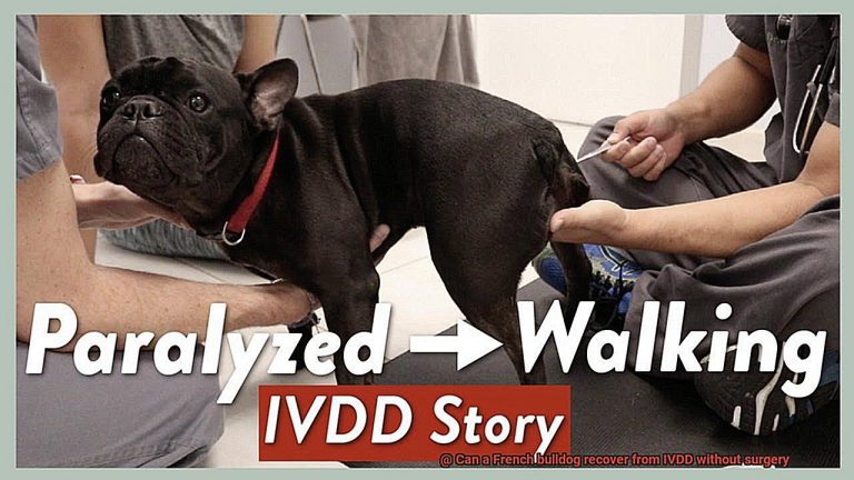 Can a French bulldog recover from IVDD without surgery? – Allfrbulldogs.com