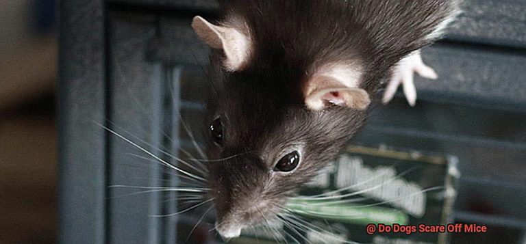 Do Dogs Scare Off Mice? – Allfrbulldogs.com