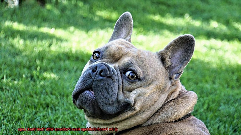 Do French Bulldogs Have Problems With Their Back Legs? – Allfrbulldogs.com