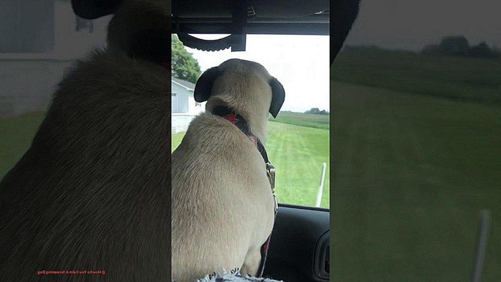 How Do You Calm A Screaming Dog? – Allfrbulldogs.com
