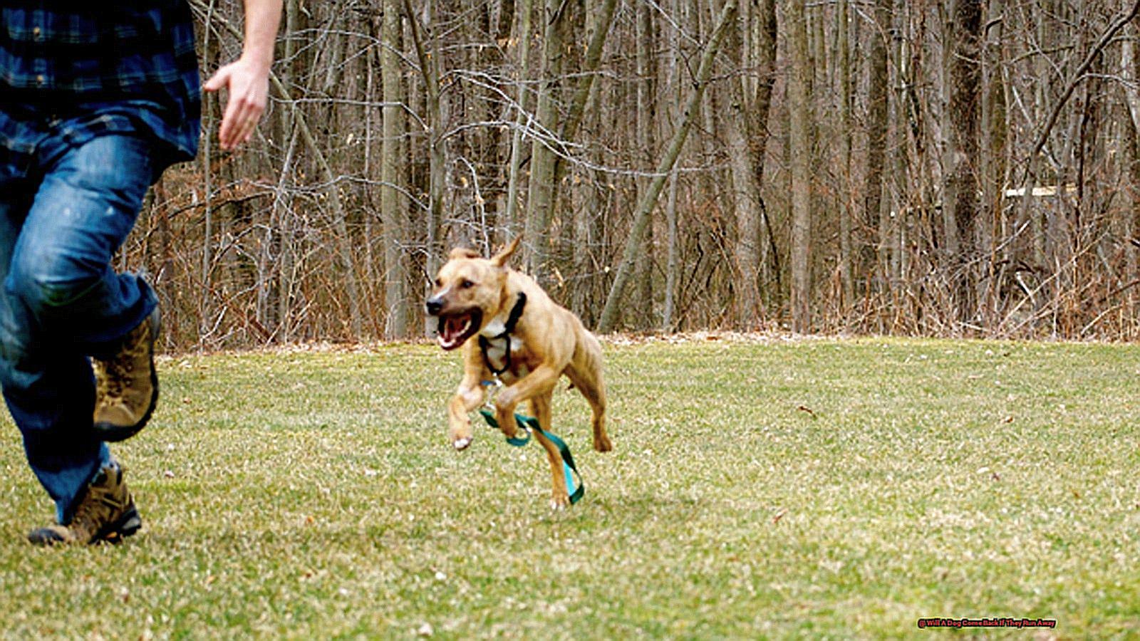 Will A Dog Come Back If They Run Away? – Allfrbulldogs.com